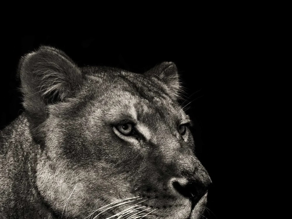 Images without backgrounds (remove backgrounds from your selected ...