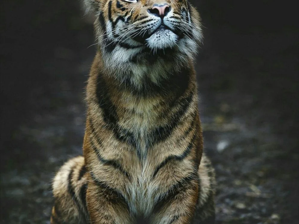 Images without backgrounds (remove backgrounds from your selected ...