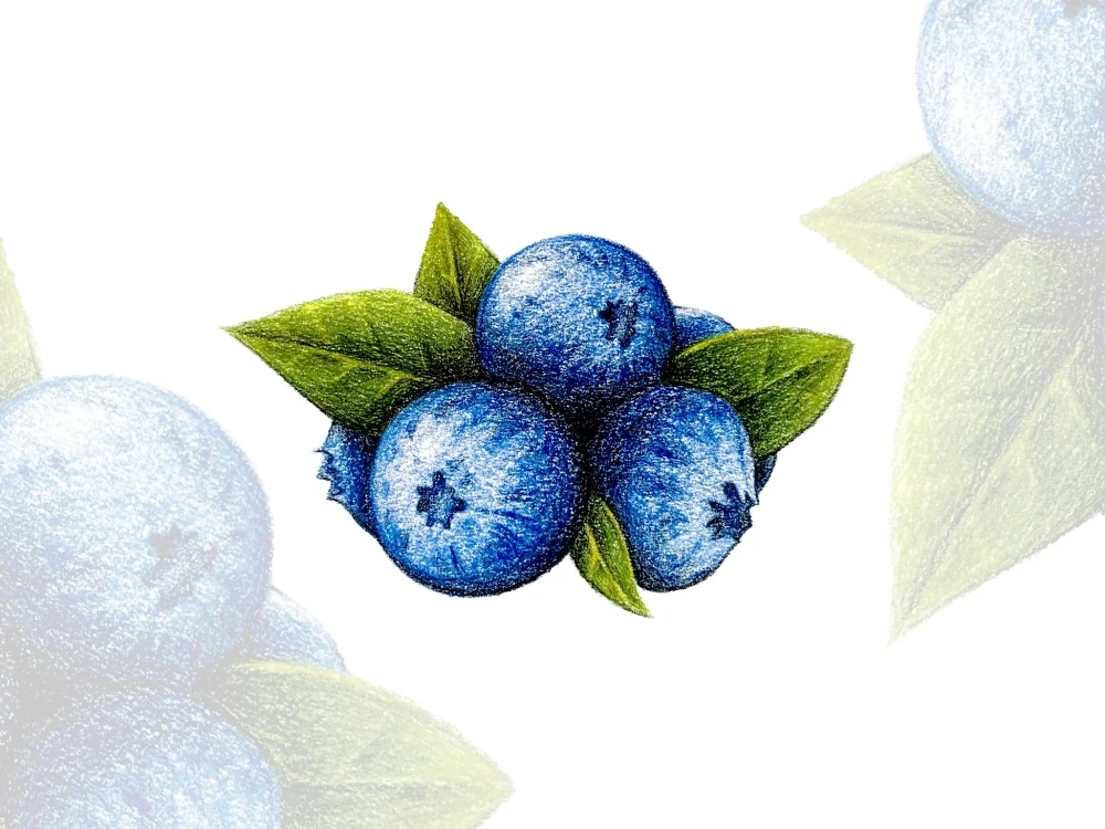 An illustrated object/product in realistic color pencil technique. | Upwork