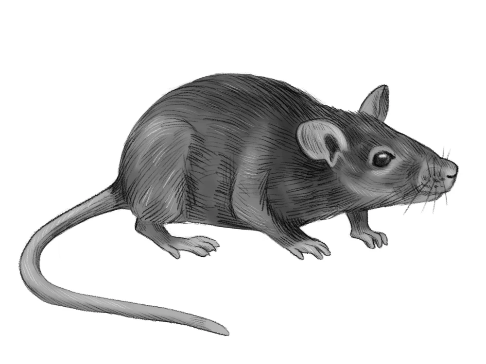 Realistic illustration of an animal in raster format | Upwork