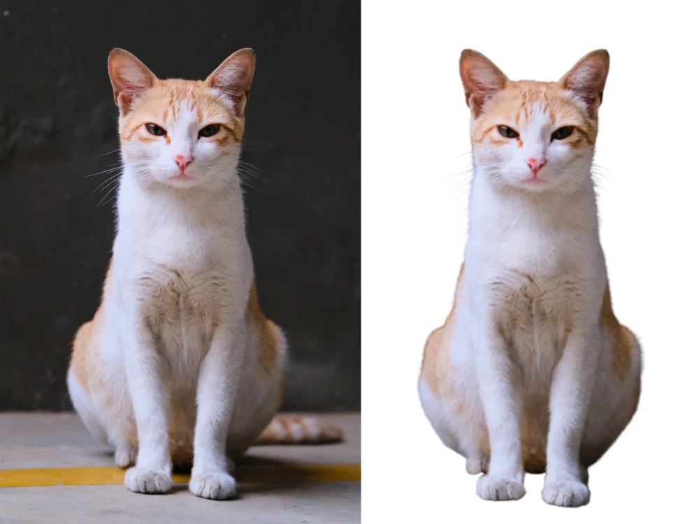 50 Images Background removal | Upwork