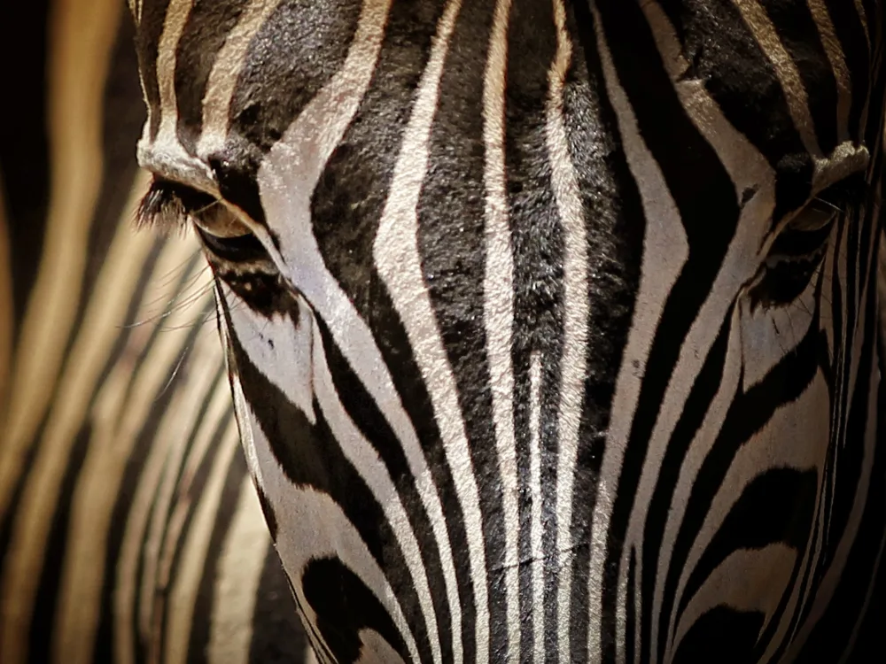 Beautifully enhanced edited images | Upwork