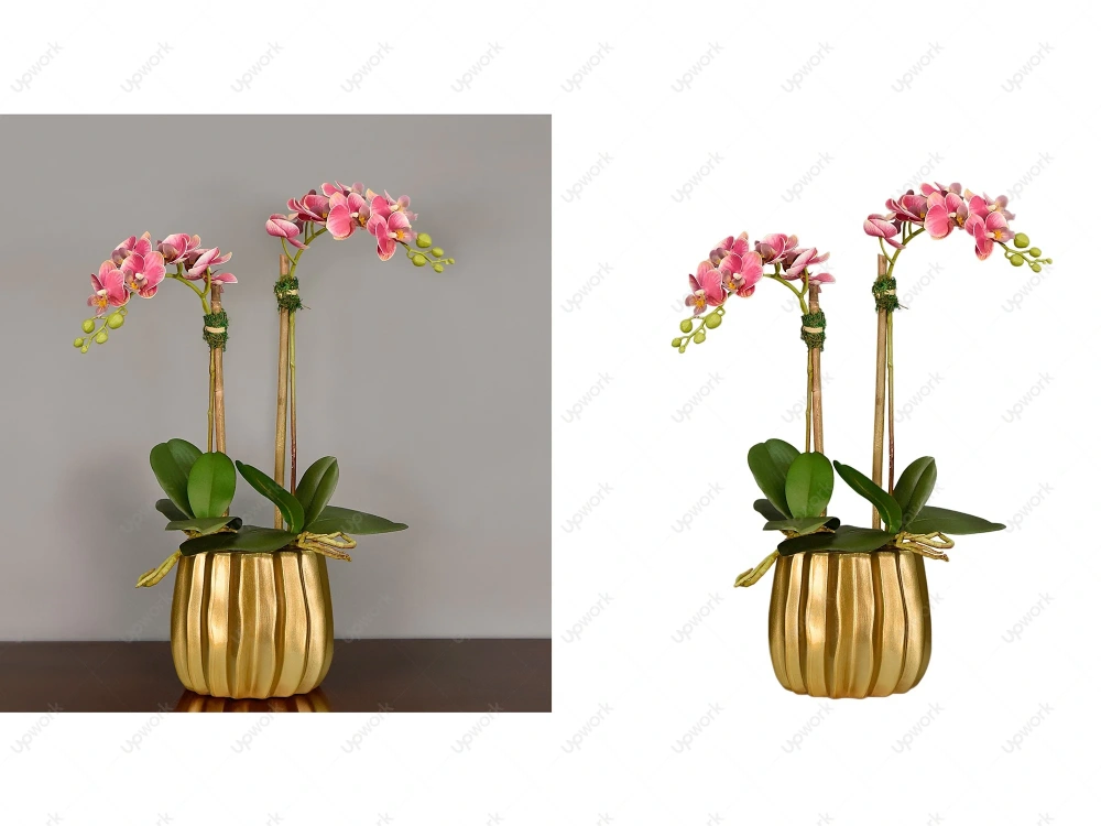 Perfect background removal, background transparent up to 10 photos | Upwork