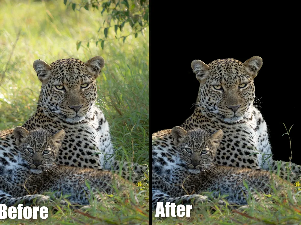 Seamless Background Removal from Multiple Images [FAST] | Upwork