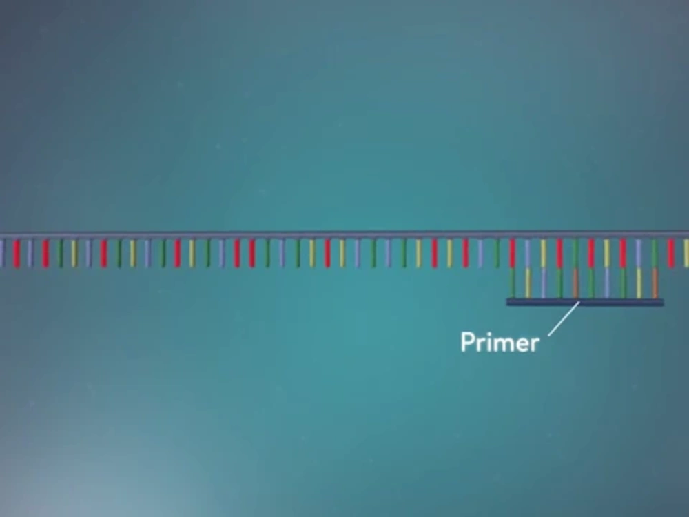 A Primer design for your molecular biology experiment | Upwork