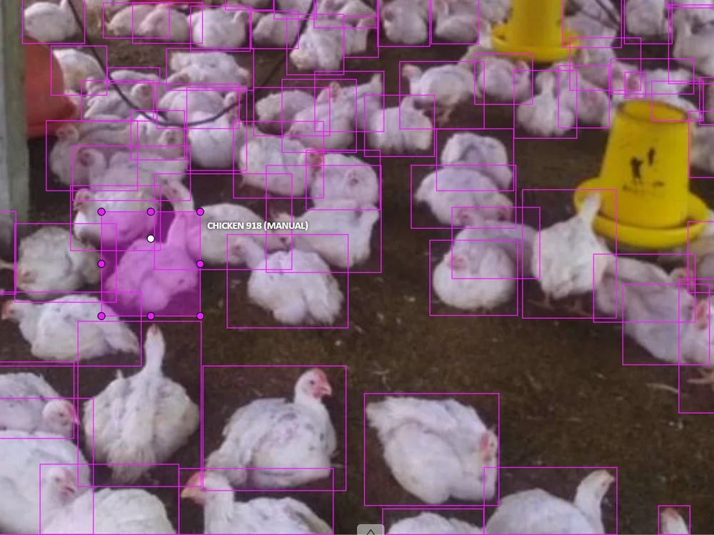 Custom data annotation, bounding box, Image segmentation, data labelling | Upwork