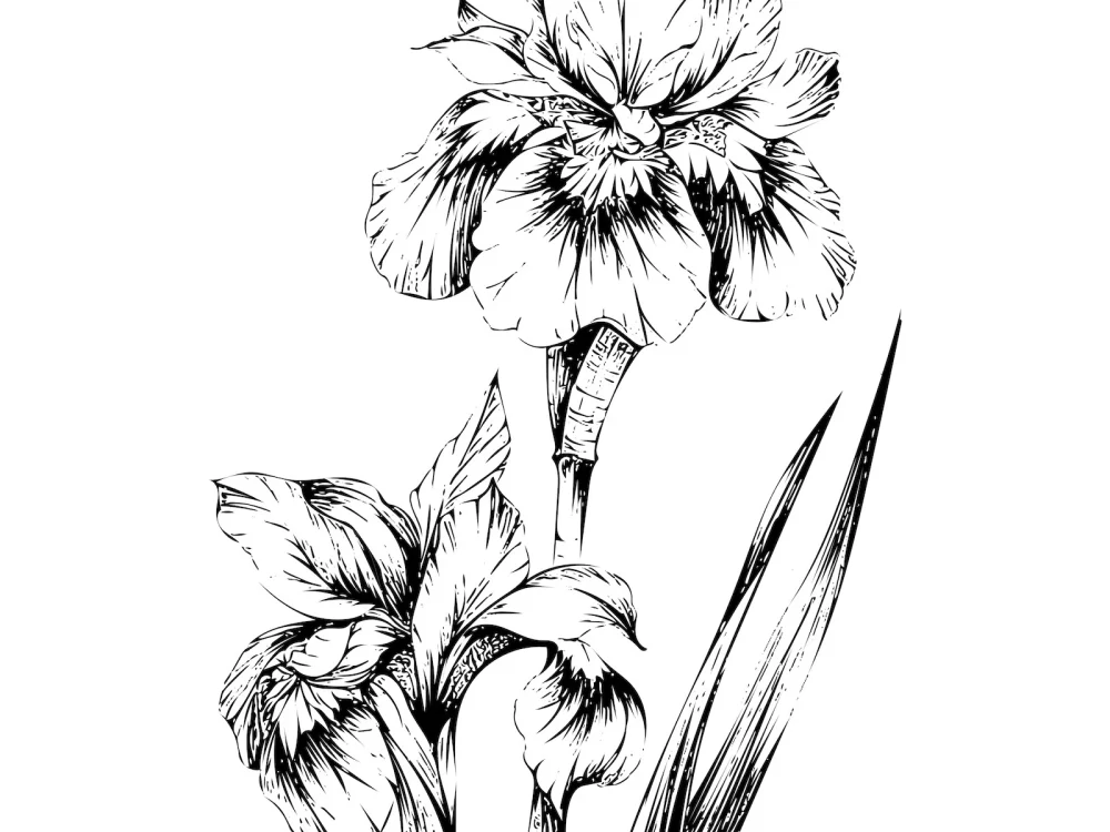Botanical Illustration with Pen and Ink | Upwork