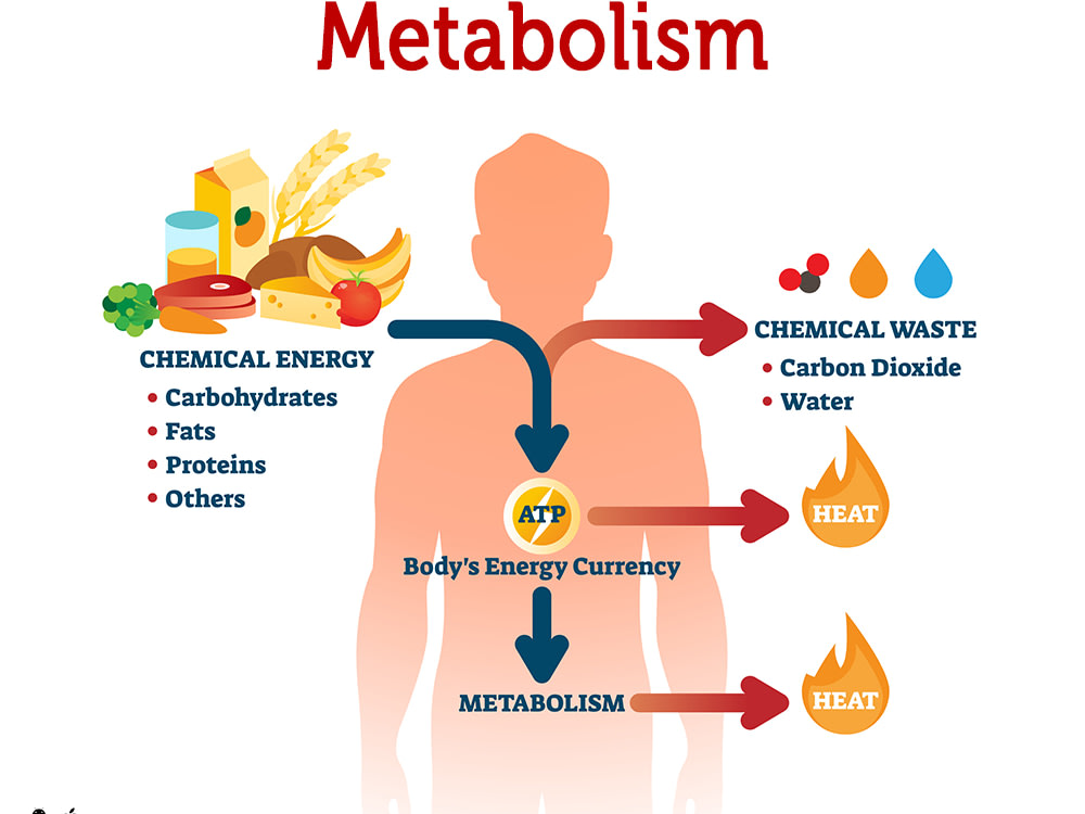 The metabolic process: Body weight = catabolism - anabolism | Upwork