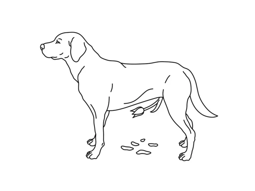 A simple / unique / weird line drawing | Upwork