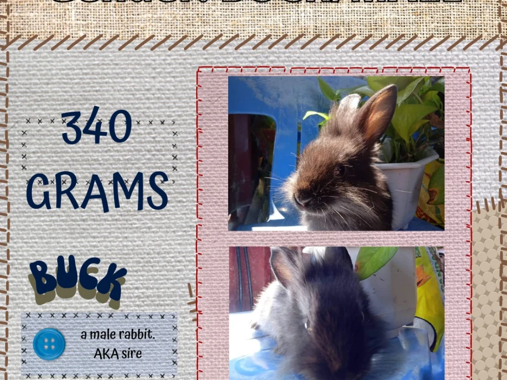 Stitches Template for school presentation, photo background, etc. | Upwork