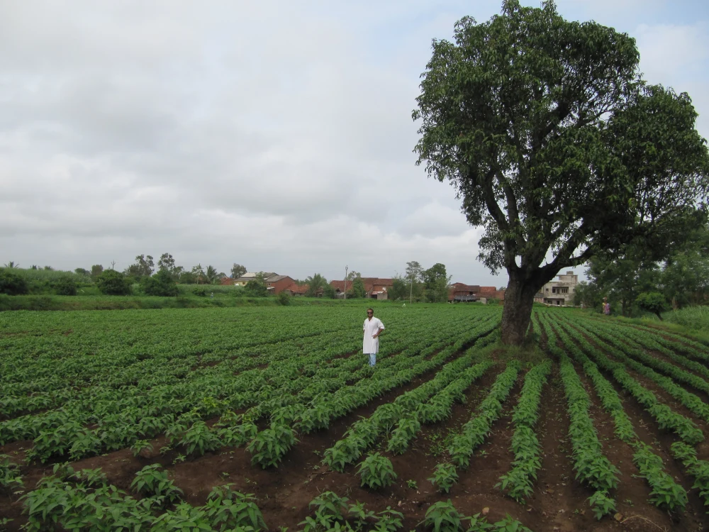 Sustainable agriculture management for better agricultural enhancement ...