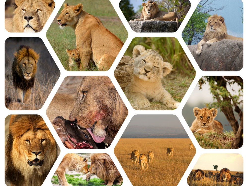 Creative Photo Collage Masterpieces | Upwork