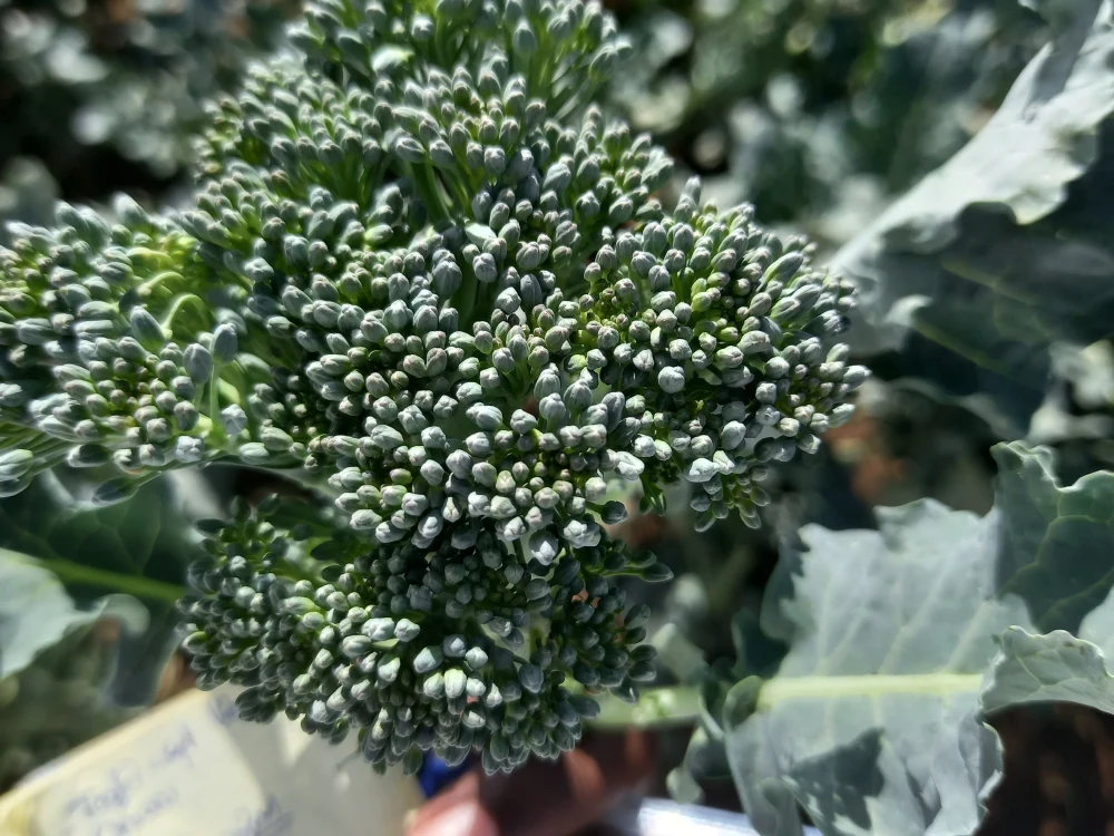 An article on growth requirements of specific plants | Upwork