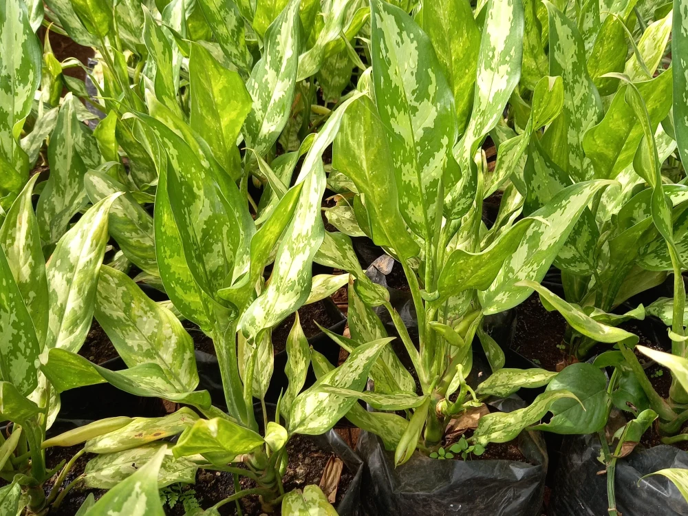 An article on growth requirements of specific plants | Upwork