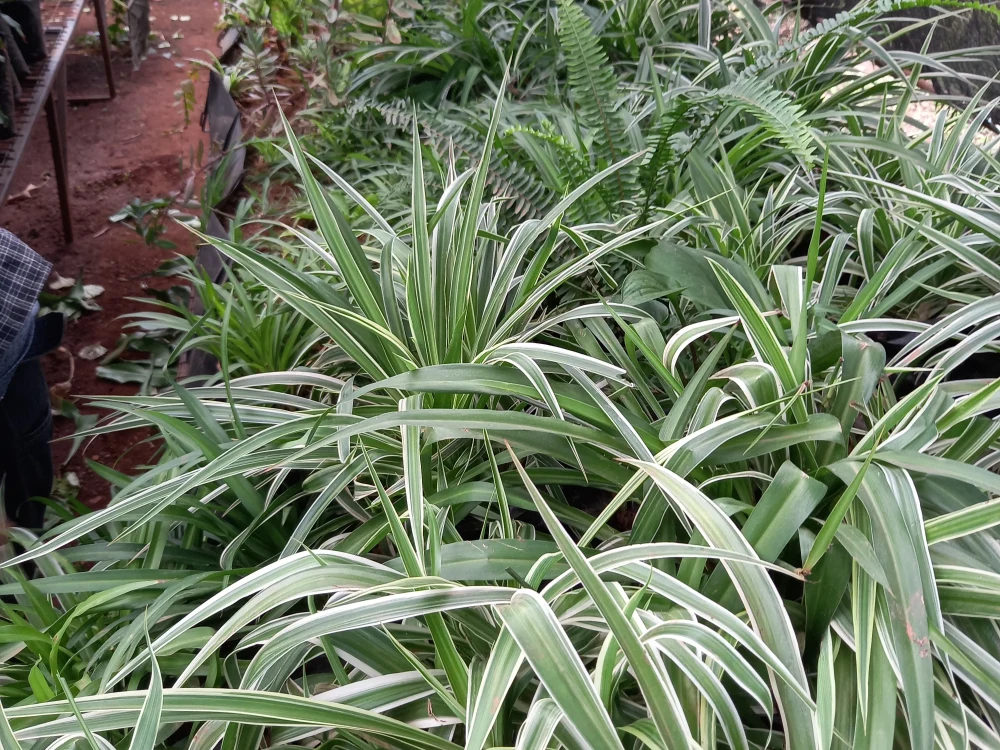 An article on growth requirements of specific plants | Upwork