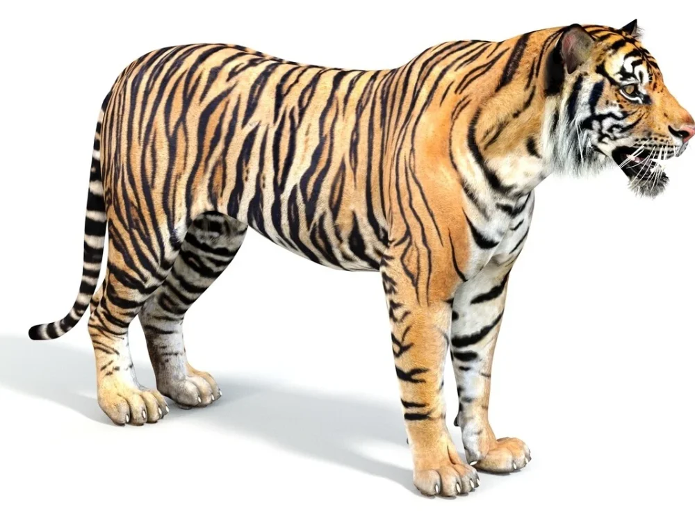 3d cgi animal model, rigging and animation, cgi vfx | Upwork