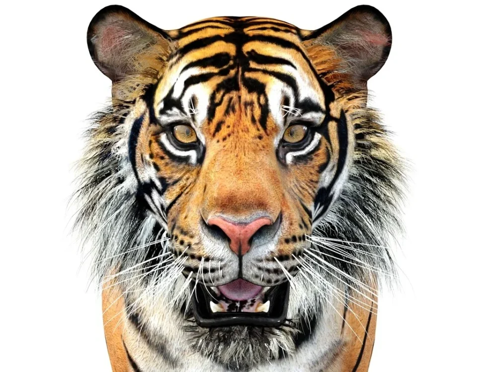 3d cgi animal model, rigging and animation, cgi vfx | Upwork