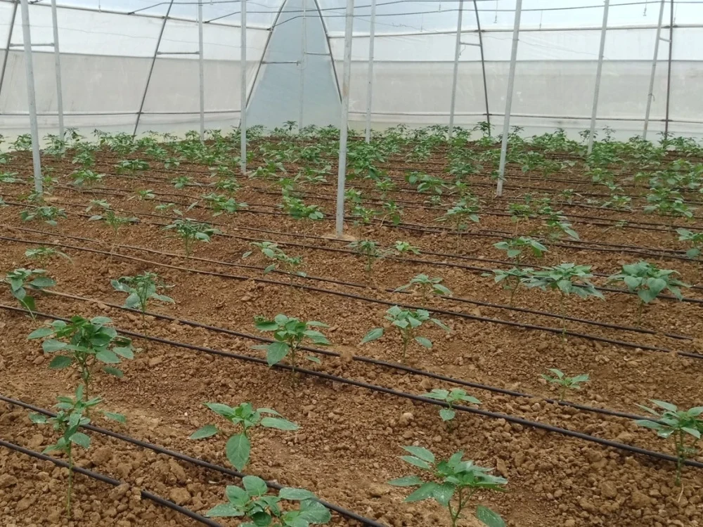 Project Proposal on Sustainable Livelihood Development. | Upwork