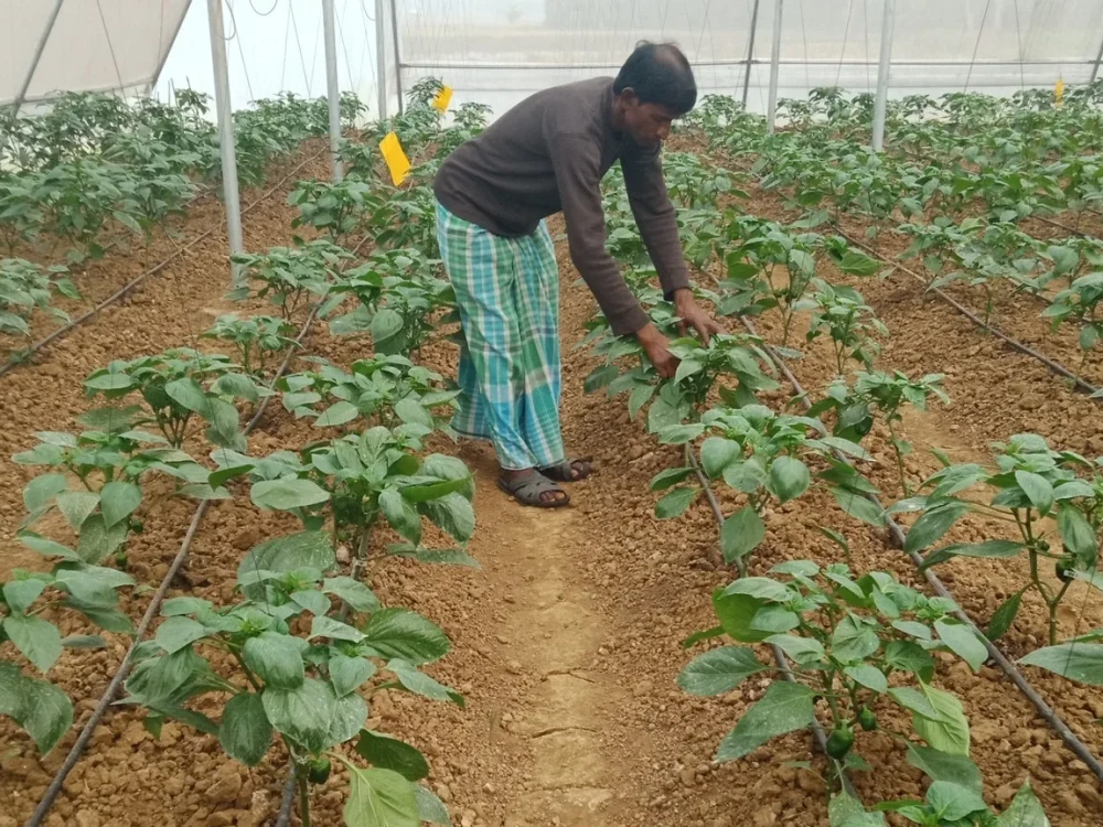 Project Proposal on Sustainable Livelihood Development. | Upwork