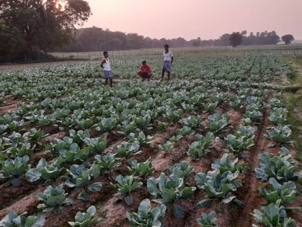 Project Proposal on Sustainable Livelihood Development. | Upwork