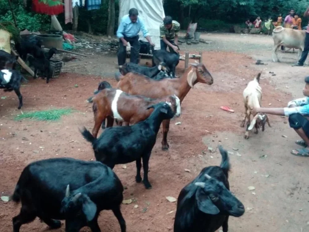 Project Proposal on Sustainable Livelihood Development. | Upwork