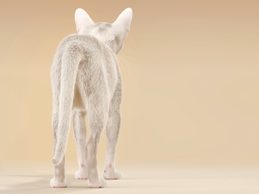 3d animal animation, 3d animal model, realistic fur, xgen, rig ...