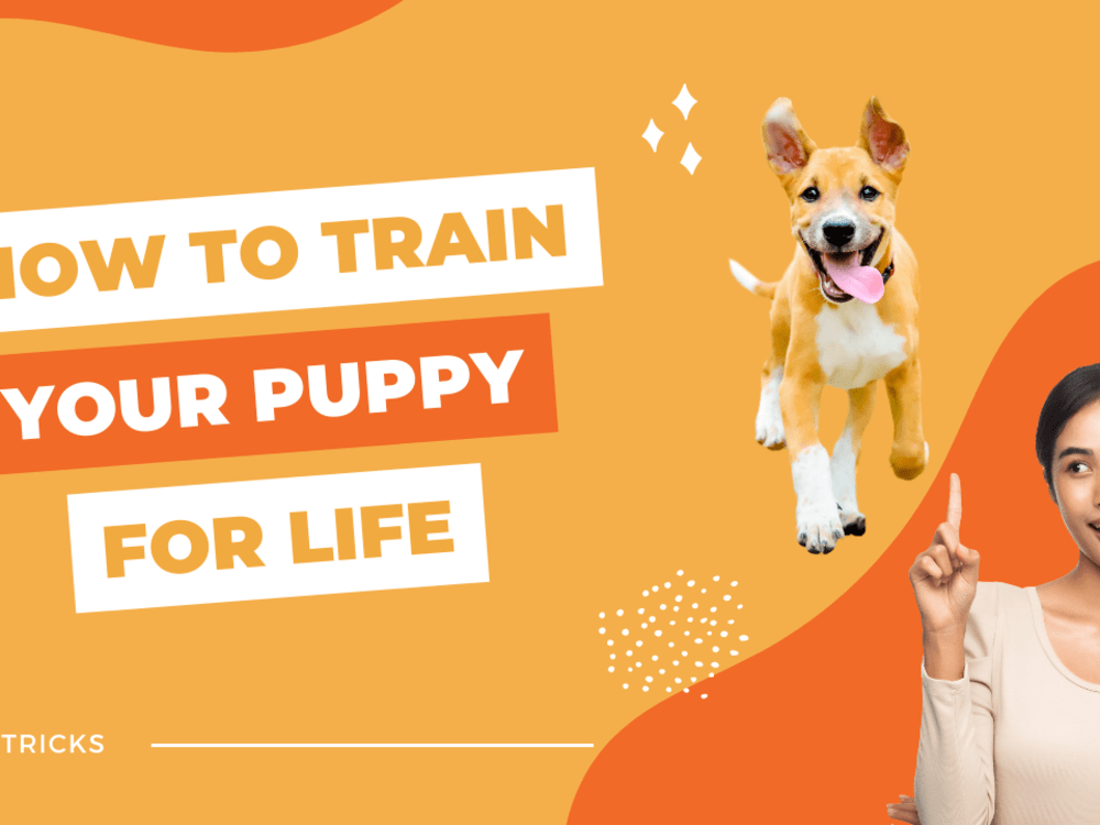 YouTube video intros & outros, thumbnails, and banner | Upwork