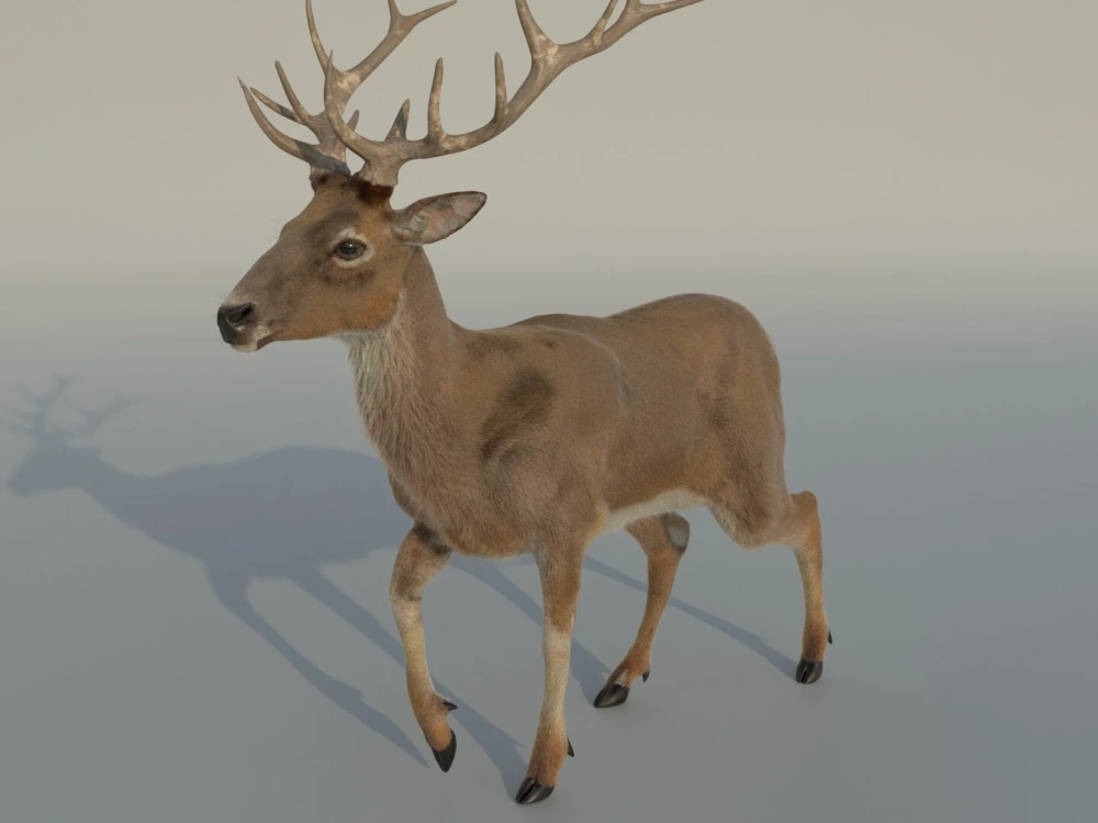 Photorealistic 3D Animal Animation, 3D Realistic Animal Modeling ...