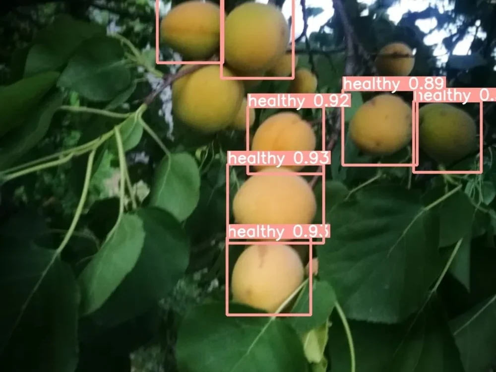 A computer vision projects using state-of-the-art deep learning models | Upwork