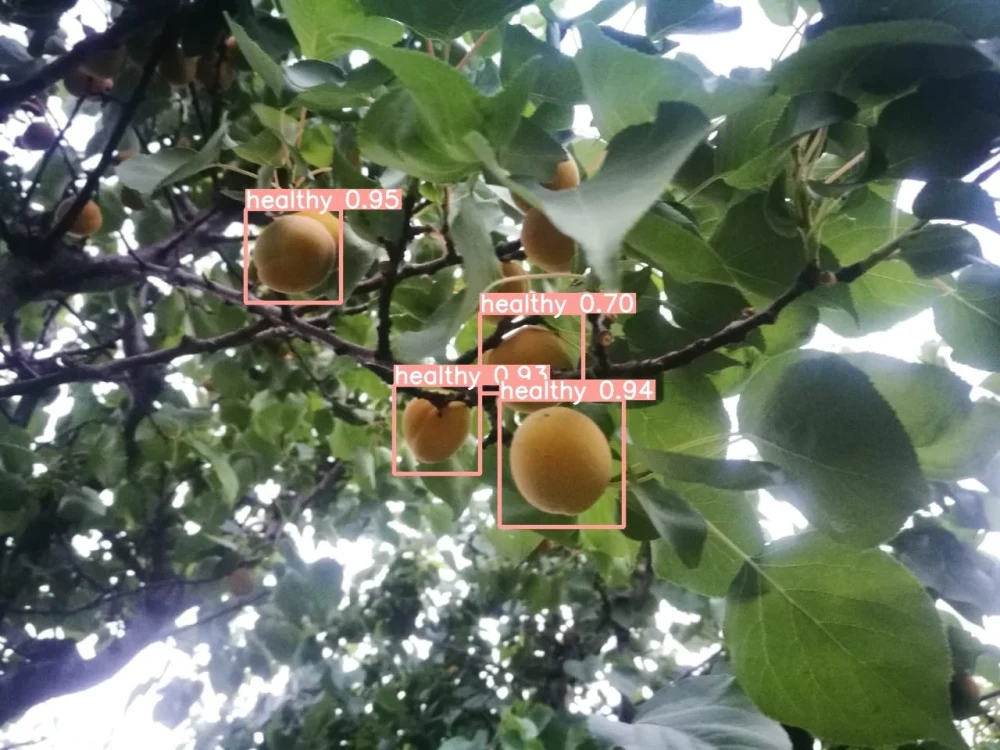 A computer vision projects using state-of-the-art deep learning models | Upwork