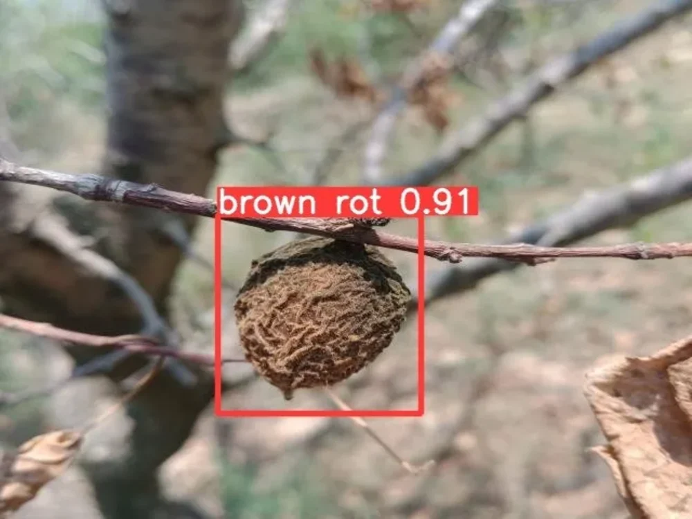 A computer vision projects using state-of-the-art deep learning models | Upwork