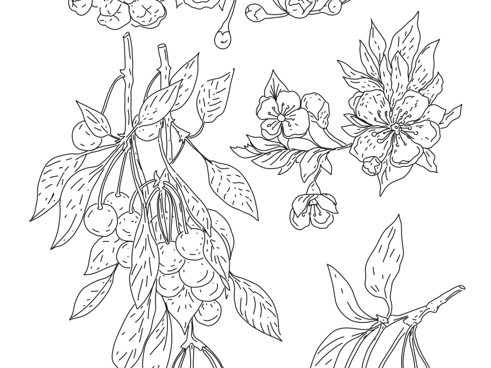 Beautifully detailed coloring pages for adults and children | Upwork