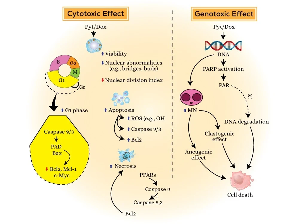Graphical Abstract, Mechanism & Figure for Research Paper, Article ...