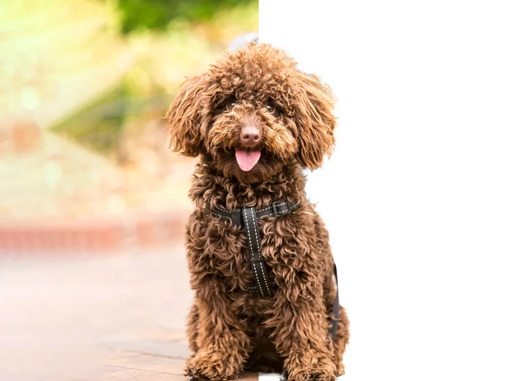 An object without background | Upwork