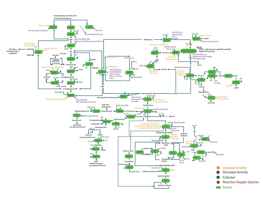 Professional flowchart Charts Infographics | Upwork