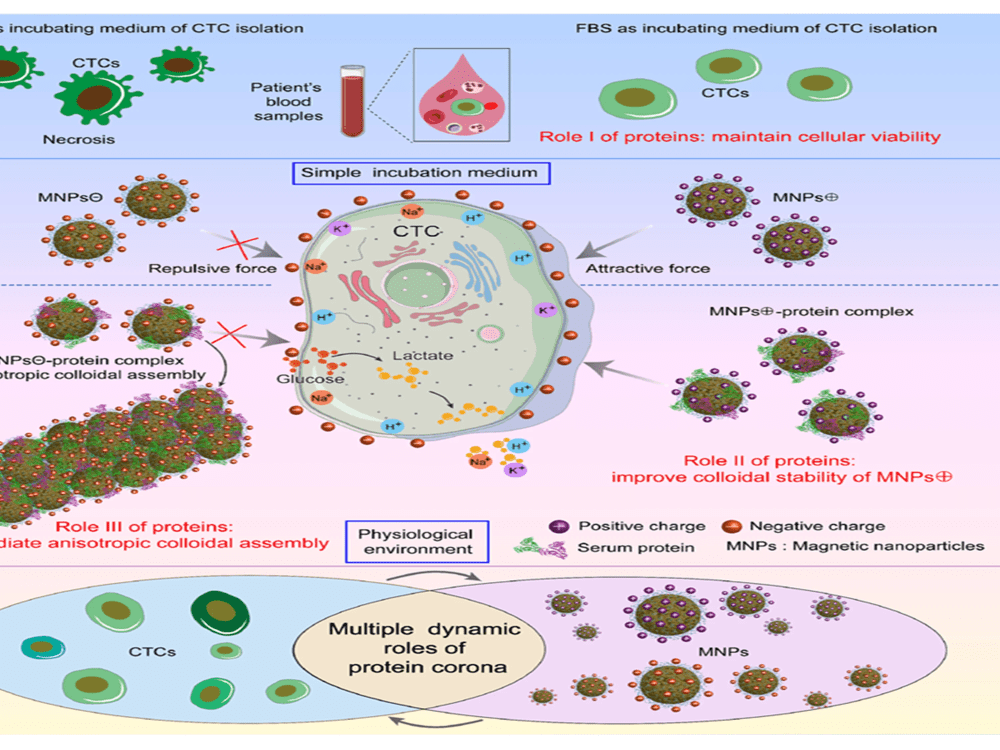 Medical Illustrations, BioRender, ChemDraw, OriginPro Graphs ...