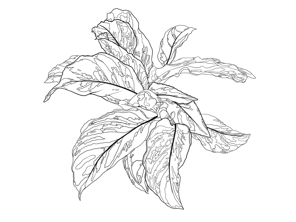 Beautiful line art drawings | Upwork