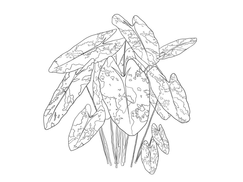 Beautiful line art drawings | Upwork