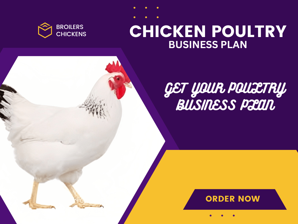 A broiler chicken poultry farming startup business plan | Upwork