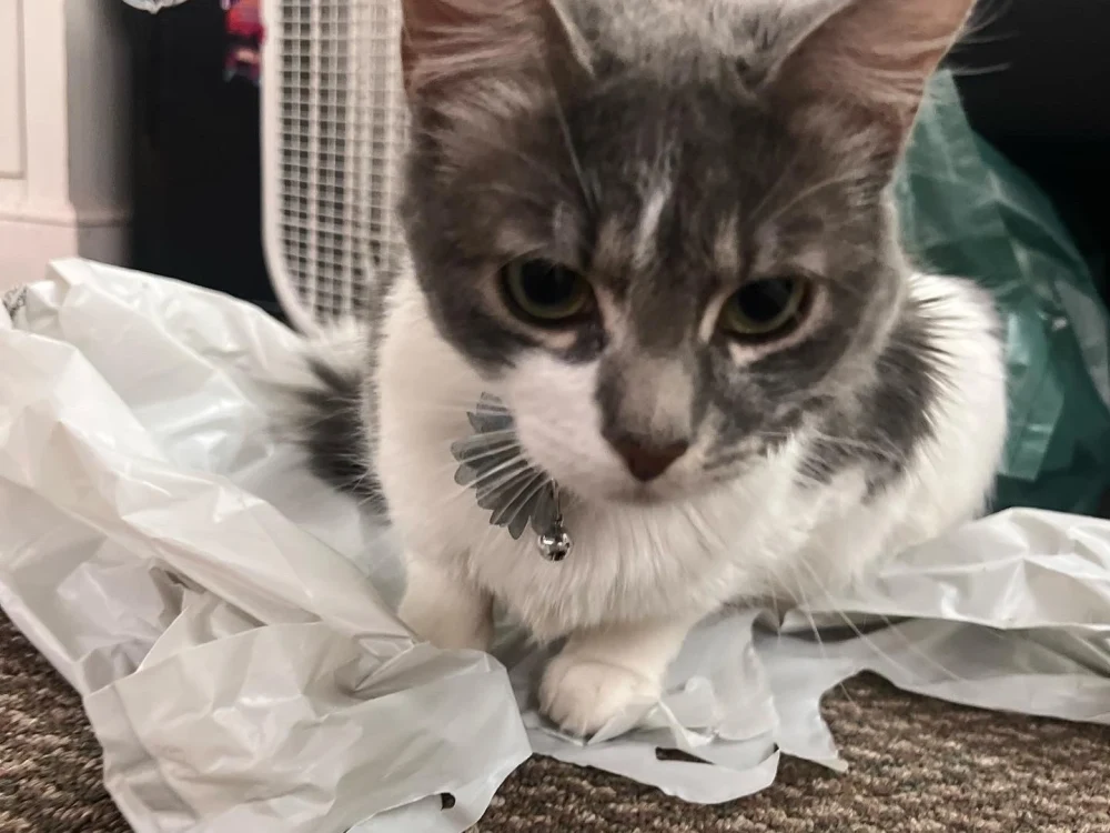 Any form of Data entry/research or just any computer work | Upwork