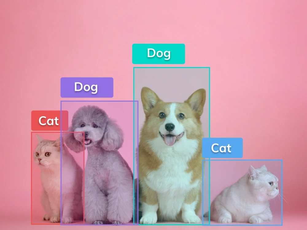 Object Detection On Your Dataset Upwork
