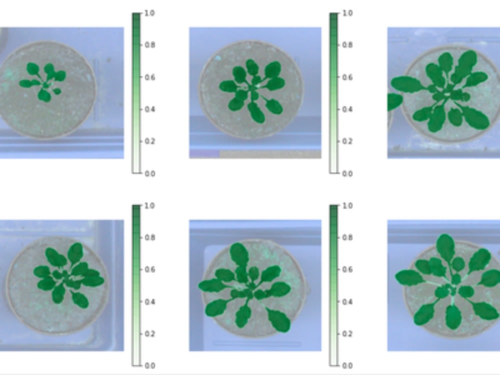 Artificial Intelligence Based Deep Learning Model ChatGPT, BERT, LLMs, CNNs | Upwork