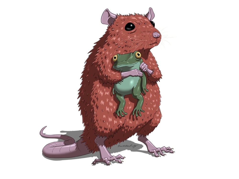 A beautiful stylized rat character illustration | Upwork