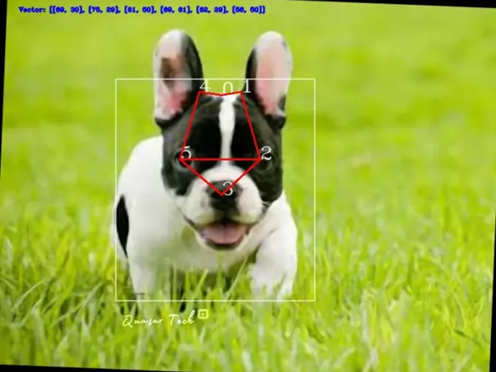 A dog breed detection | Upwork