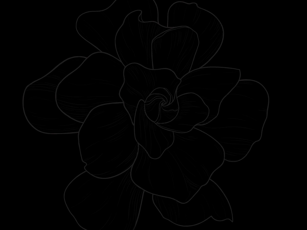 Contour illustration or line art (vector or raster) | Upwork