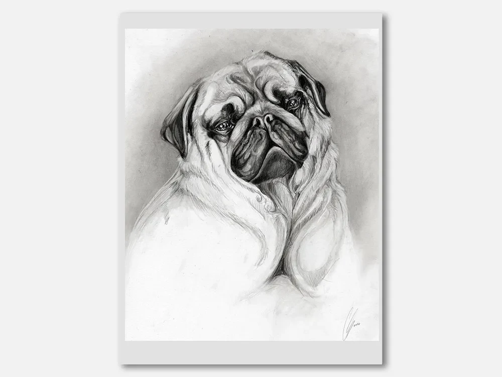 A Realistic Pencil Pet Portrait | Upwork