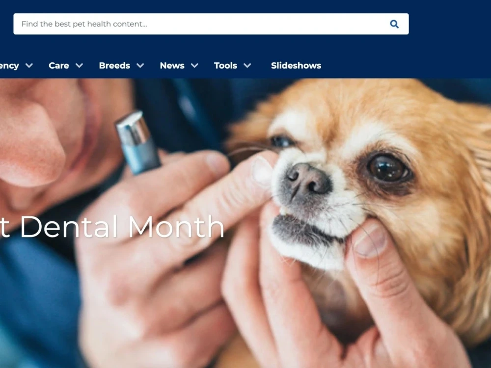 Create a website for puppies, dogs, pet stores, pet care | Upwork