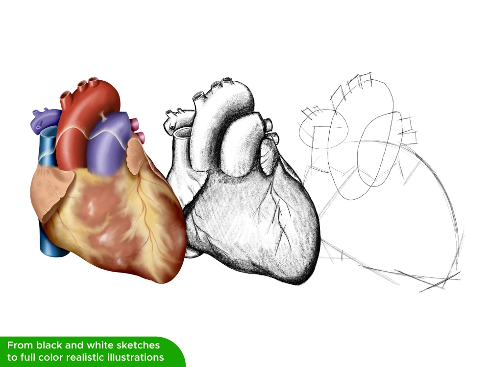 Outstanding Medical Illustrations which are drawn with precision | Upwork