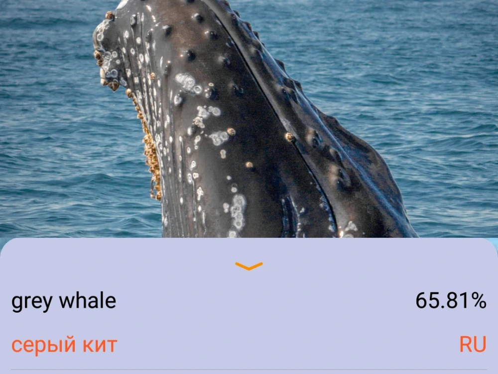 A ML powered image classification app designed for any circumstances ...