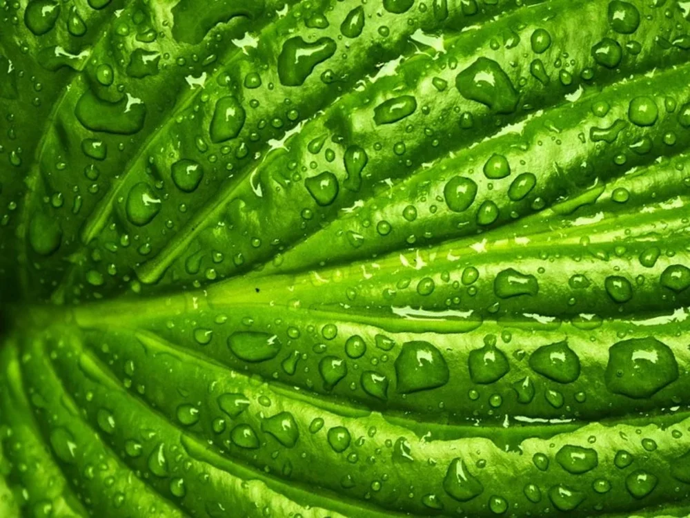 A foliar feeding fertilizer formula with its respective manufacturing ...